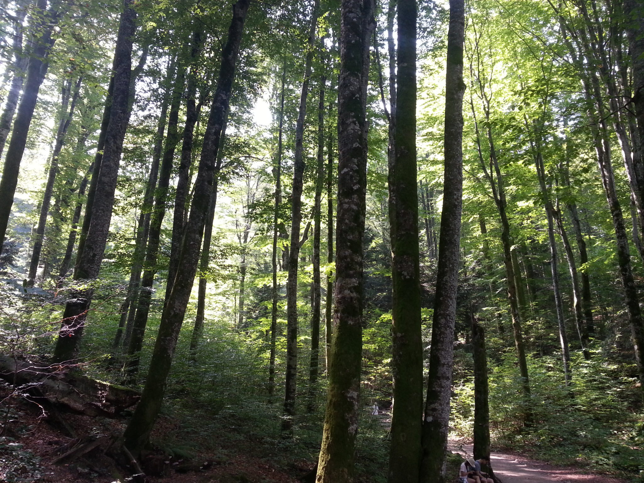 State of Europe’s Forests 2020